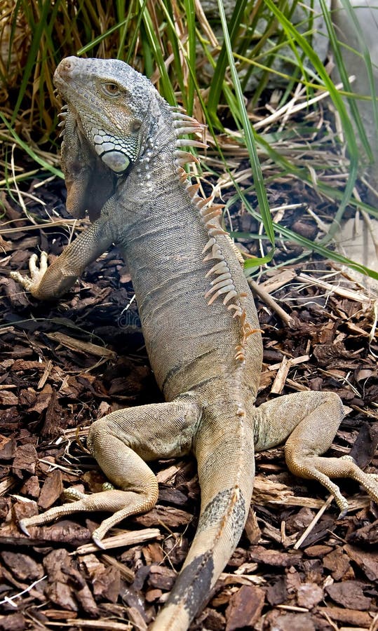 Iguane vert 12 image stock. Image du iguane, étrange - 15275415