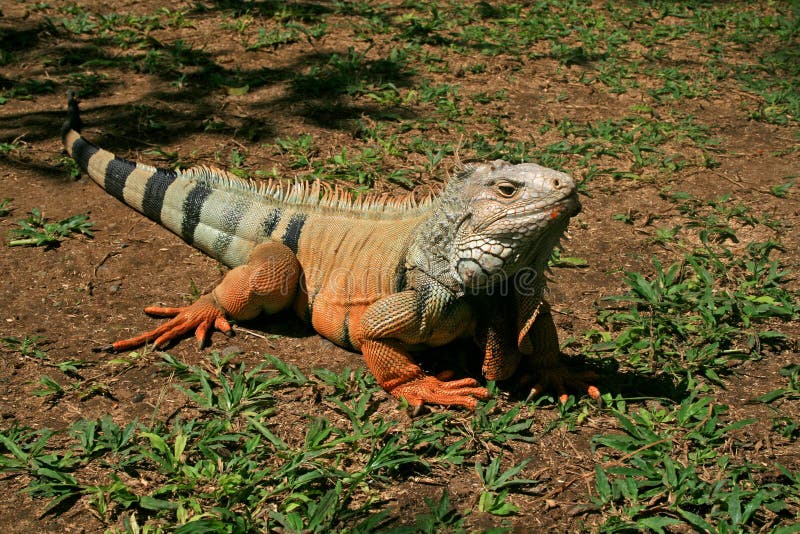 Iguane vert image stock. Image du garnitures, fond, créature - 15286015