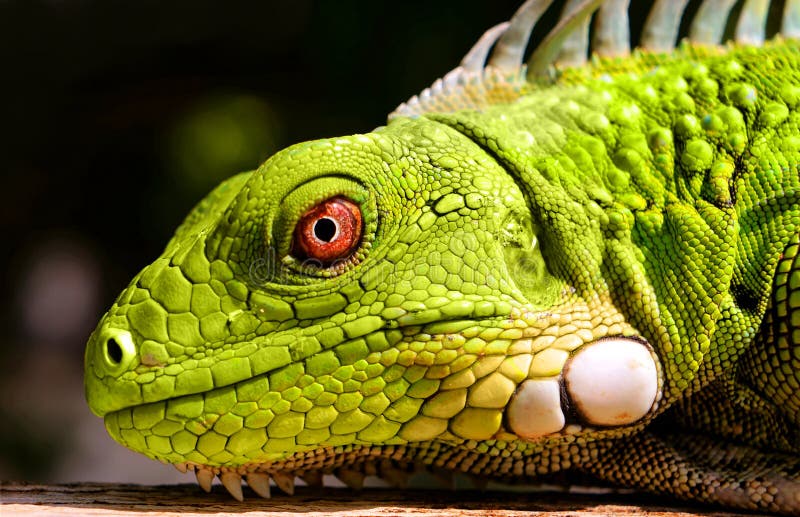 Iguane vert dans l'arbre image stock. Image du peau, prédateur - 30905825