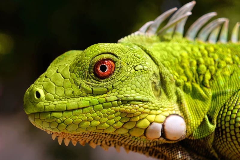 Iguane vert image stock. Image du vert, iguane - 47345471