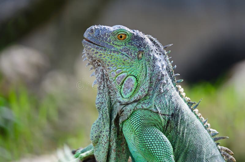 Iguane vert femelle photo stock. Image du vertébré, loisirs - 33711020