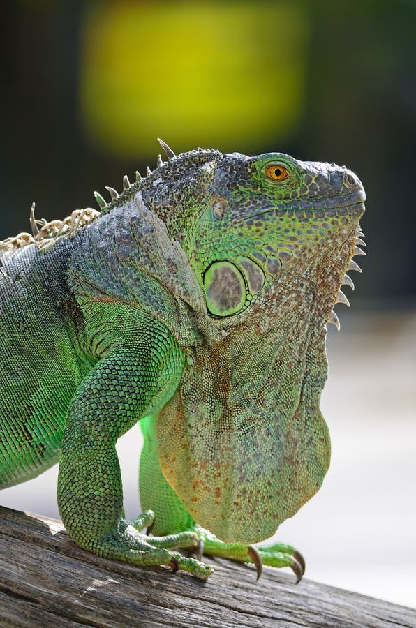 Iguane vert femelle photo stock. Image du vertébré, fermer - 33567216