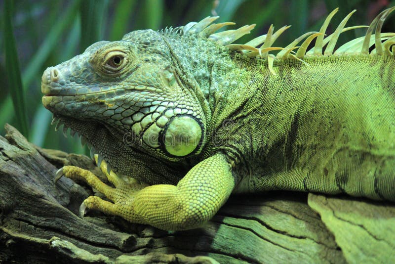 Iguane vert photo stock. Image du froid, reptile, tropical - 33715618