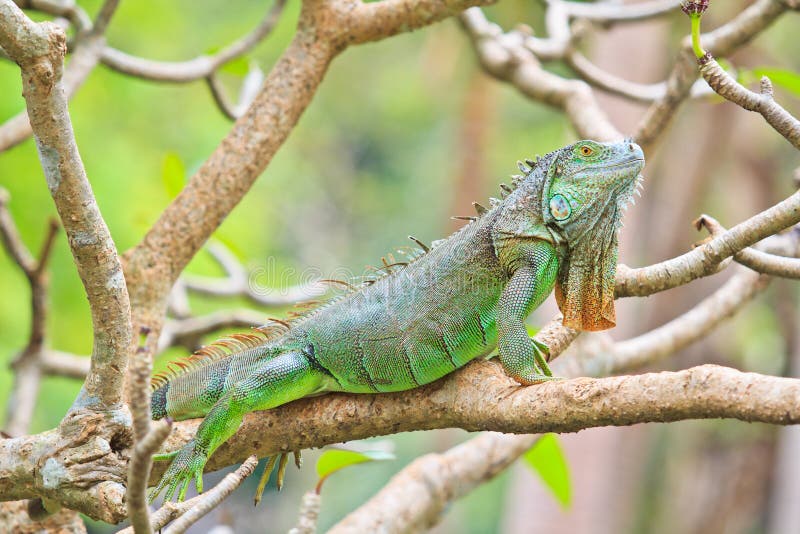 Iguane rouge photo stock. Image du iguane, animal, tête - 34083710