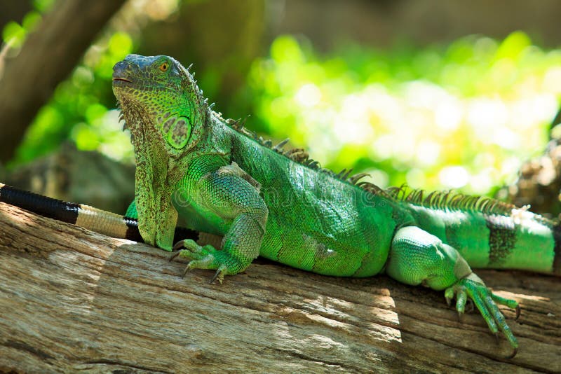 Iguane Dans La Jungle Sauvage Verte D'Amazone Photo stock - Image du ...