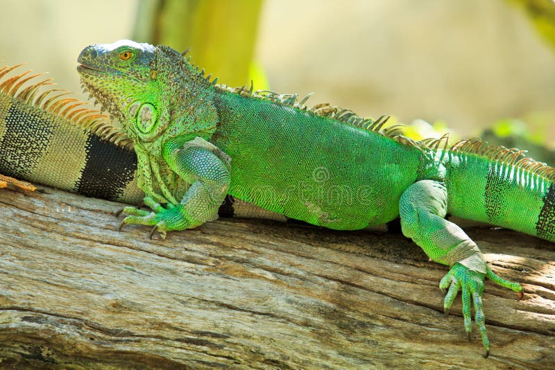Iguane rouge photo stock. Image du iguane, animal, tête - 34083710