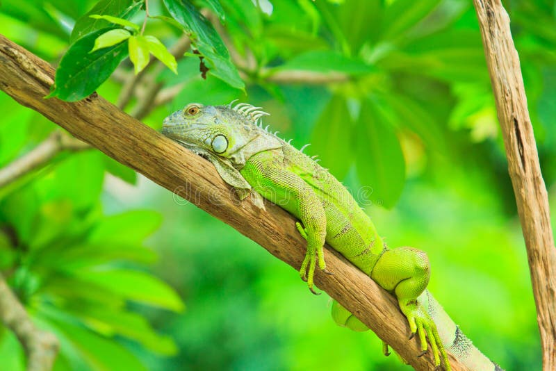 Iguane dans l'arbre image stock. Image du dans, iguane - 39028489