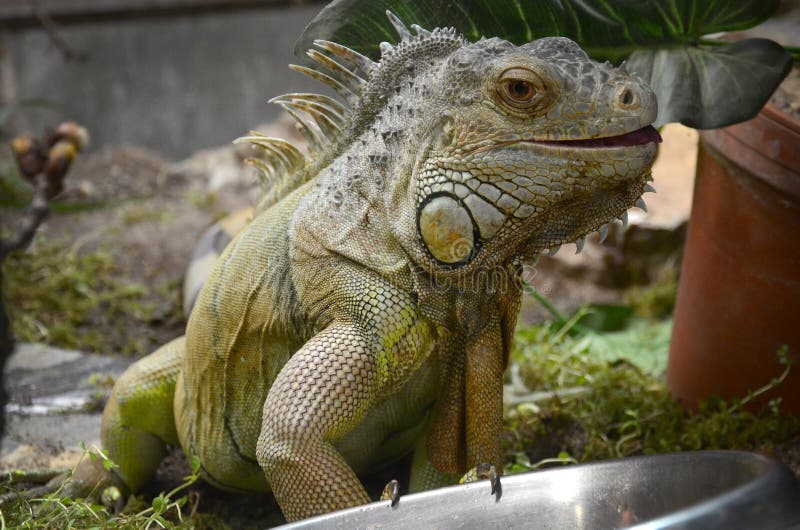 Iguane vert image stock. Image du noir, lézard, herbivore - 47345471