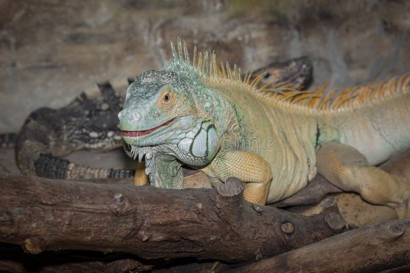 Iguane vert femelle photo stock. Image du lézard, faune - 33567216