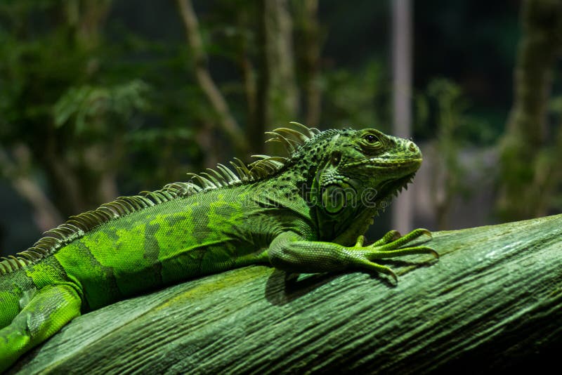 L'iguane Vert, ?galement Connu Sous Le Nom D'iguane Am?ricain, Est Un ...