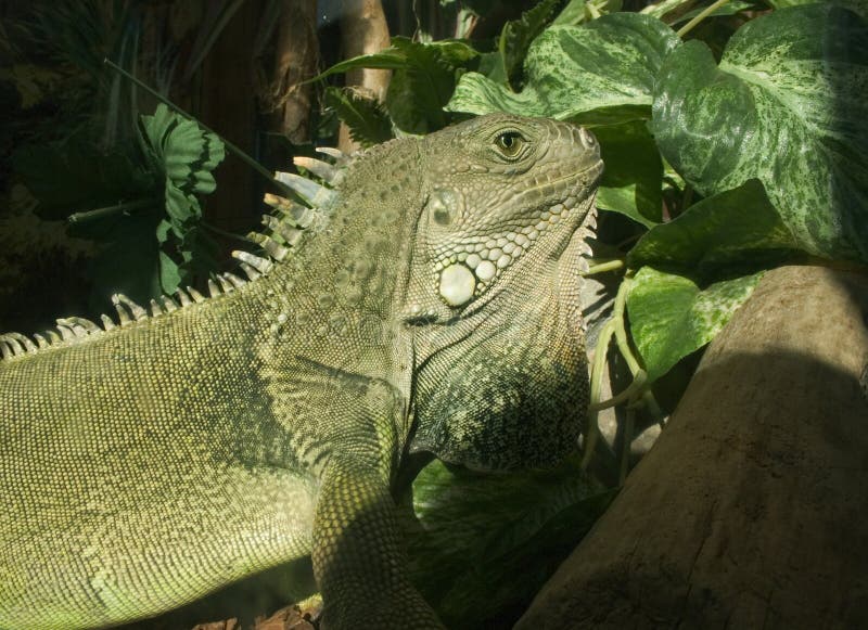 Iguane d'animal familier image stock. Image du animal, nature - 83689