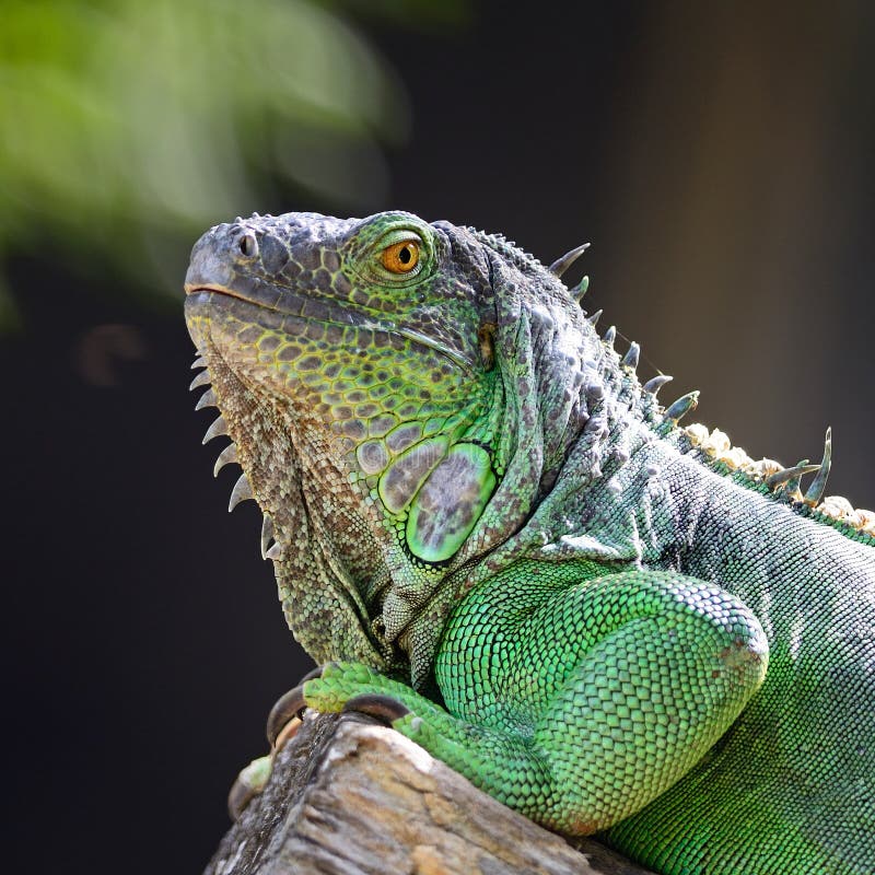 Iguane vert femelle photo stock. Image du vertébré, loisirs - 33711020