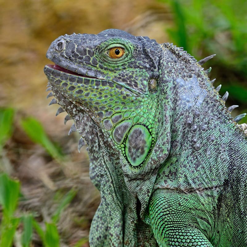 Iguane vert femelle photo stock. Image du vertébré, loisirs - 33711020