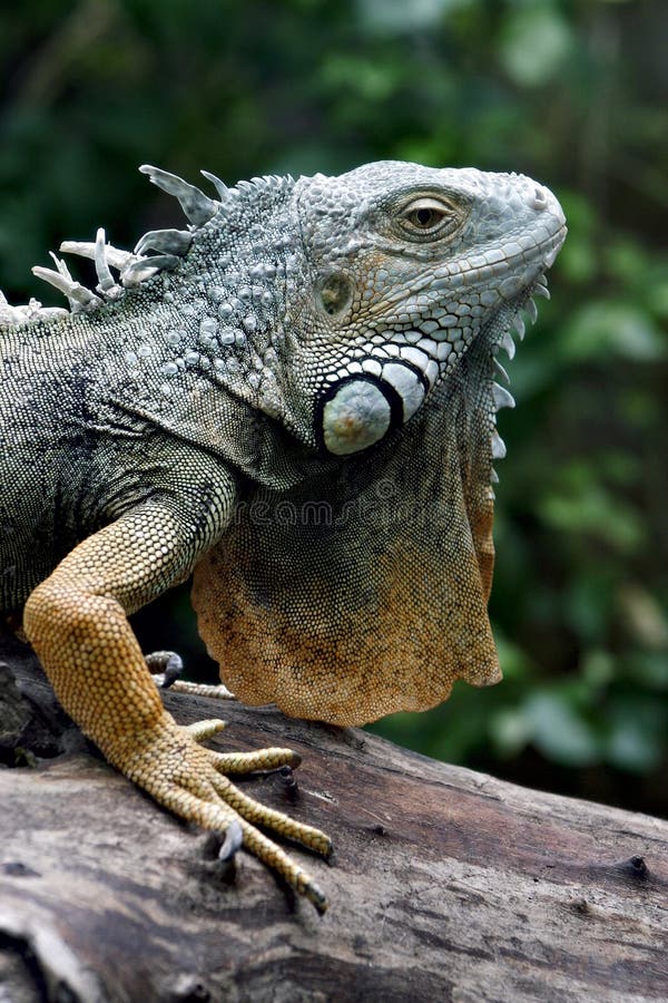 Iguane Vert (iguane D'iguane) Photo stock - Image du éclaille ...