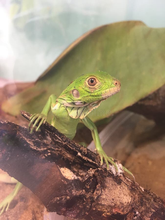Iguane vert juvÃ©nile stock image. Image of amacopy - 155621197