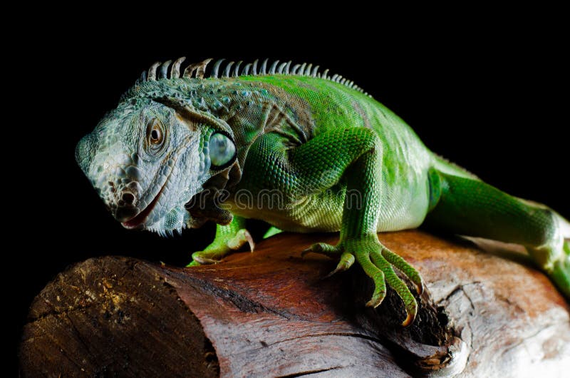 L'iguane Vert Pose Au Gros Morceau Du Bois Image stock - Image du ...