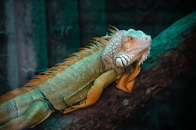 L'iguane Vert, ?galement Connu Sous Le Nom D'iguane Am?ricain, Est Un ...