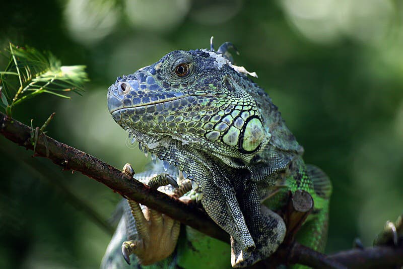 Iguania portrait stock photo. Image of reptiles, iguania - 40207674