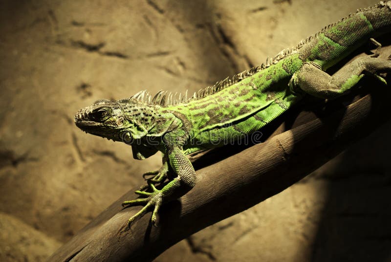 Iguna stock photo. Image of staring, green, colorful - 44083562