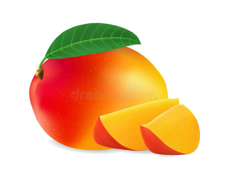 Iilustration Realista EPS 10 Del Vector Del Mango Ilustración del ...