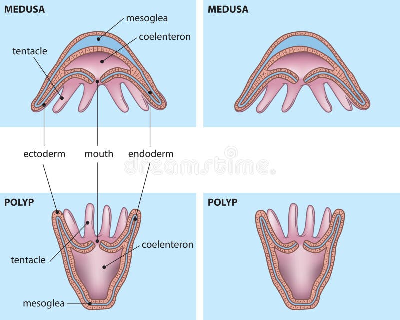 Polyp and medusa stock vector. Illustration of education - 175726477