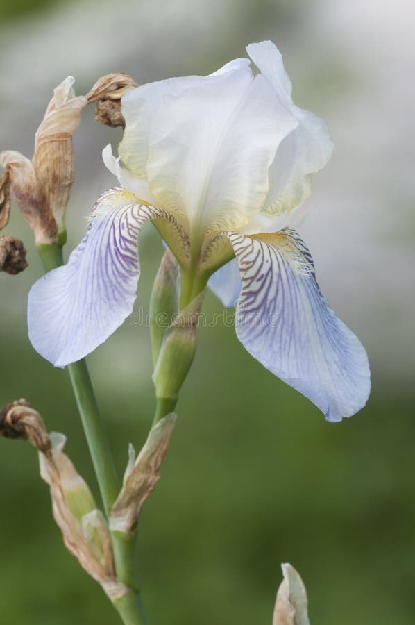 Iiris Barbatus Flower on a Green Background Stock Photo - Image of ...