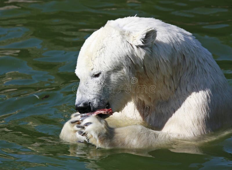 Ijsbeer stock afbeelding. Image of dier, eten, noordpool - 20397123