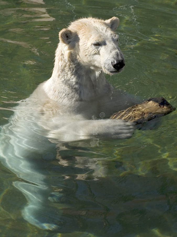 Ijsbeer stock foto. Image of zoogdier, ogen, oceaan, dieren - 2292126