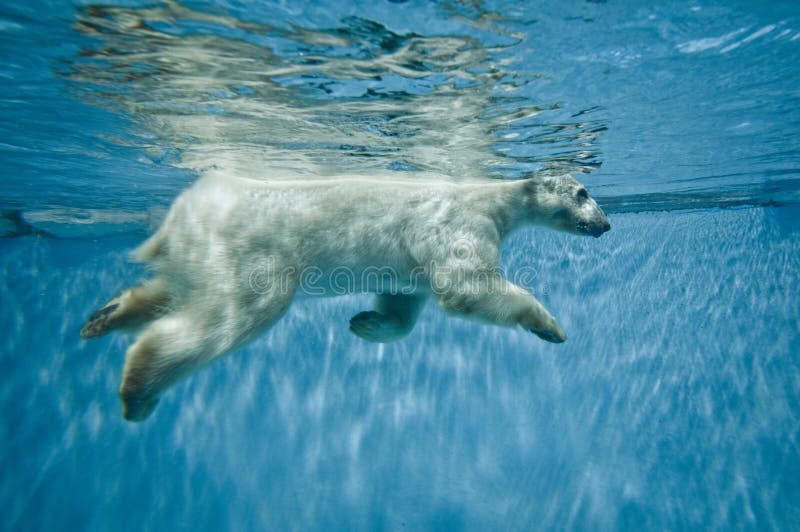 IJsbeer stock afbeelding. Image of zwemmen, polair, wild - 33490137