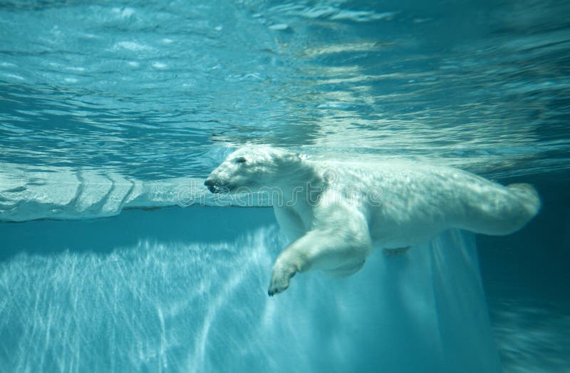 Ijsbeer stock afbeelding. Image of peking, noordpool - 34061223