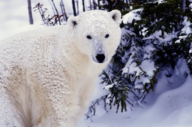 Ijsbeer stock foto. Image of koude, polair, carnivoor - 5992592