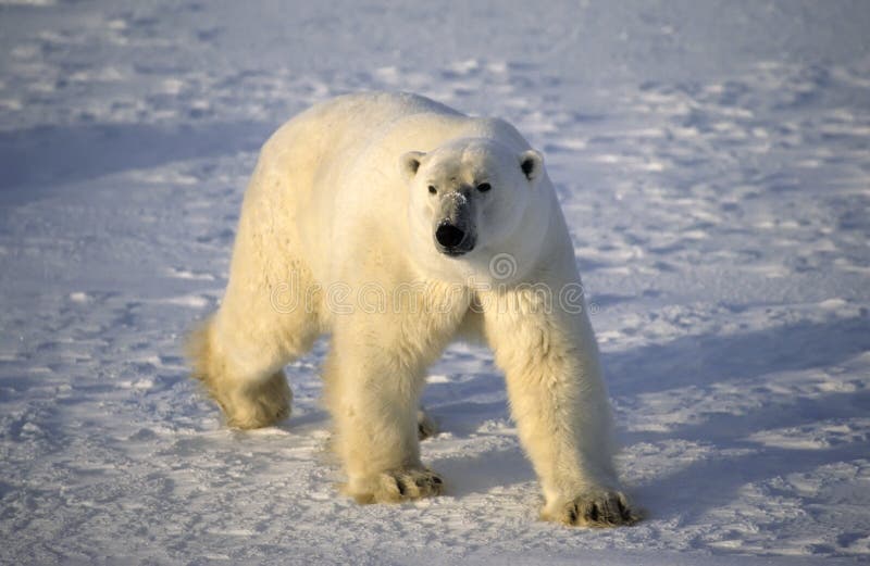 Ijsbeer stock afbeelding. Image of roofdier, nave, dier - 6037005