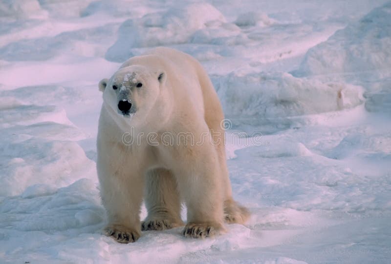 Ijsbeer stock afbeelding. Image of gevaarlijk, nave, noordpool - 6520541