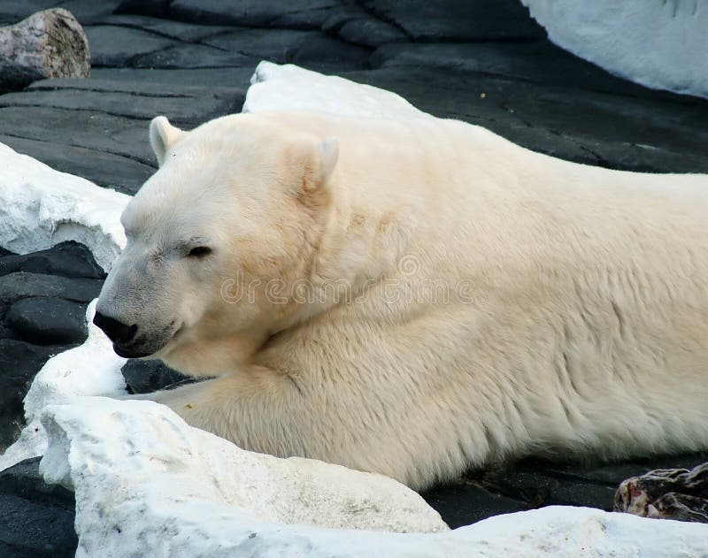 Ijsbeer stock foto. Image of groot, slaap, slaperig, denk - 656010