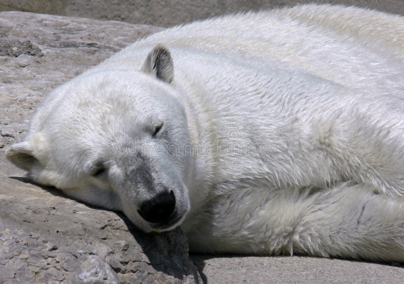 Ijsbeer Picture. Image: 810269