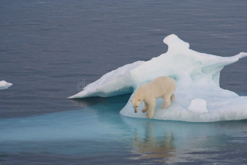 Ijsbeer stock afbeelding. Image of draag, water, polair - 8663475