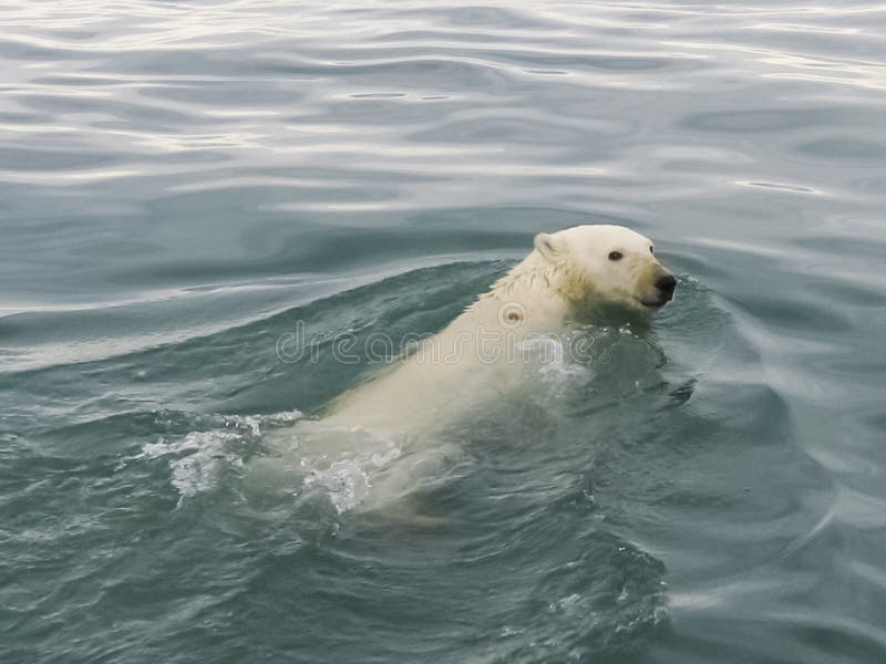 Ijsberen In Koud Blauw Noordpoollicht Stock Afbeelding - Afbeelding ...