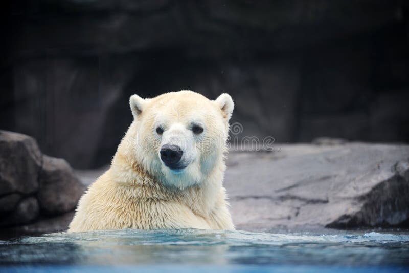 Ijsbeer stock afbeelding. Afbeelding bestaande uit bont - 30231973