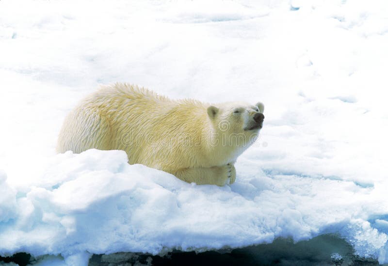 Ijsbeer op Ijs stock afbeelding. Image of noorwegen, sneeuw - 340515