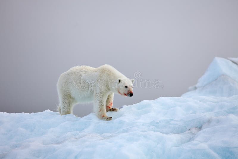 De Volwassen Mannelijke Ijsbeer Die (Ursus-maritimus) Op Sneeuw Lopen ...
