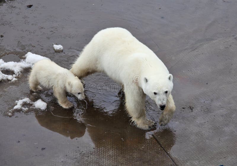 Ijsberen Die in Overzees Zwemmen Stock Foto - Image of dier, leuk: 38216504