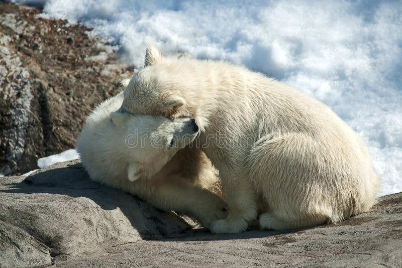 Ijsberen stock afbeelding. Image of dieren, polair, bedreigd - 21800941