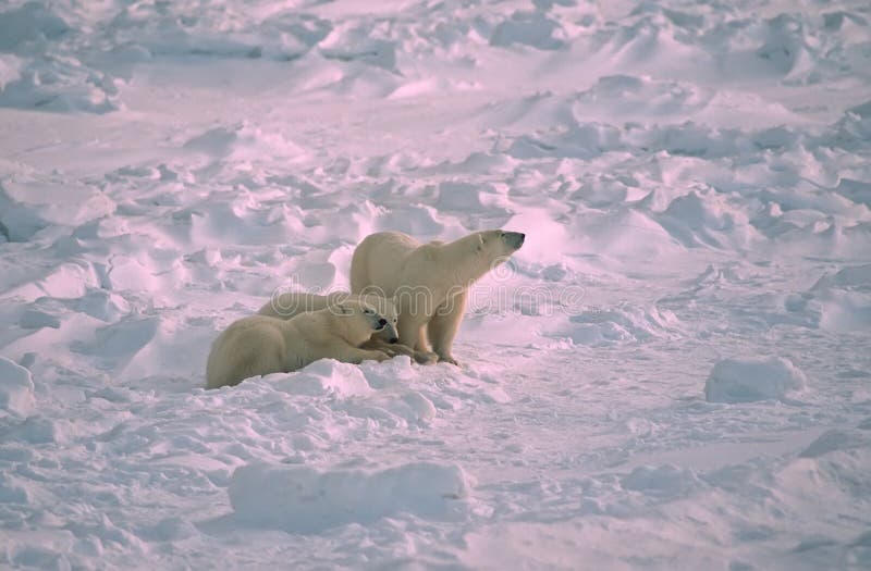 Ijsberen stock afbeelding. Image of canada, welp, draag - 6403731