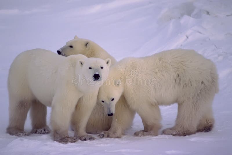 Ijsberen stock afbeelding. Image of noordpool, sneeuw - 6764397