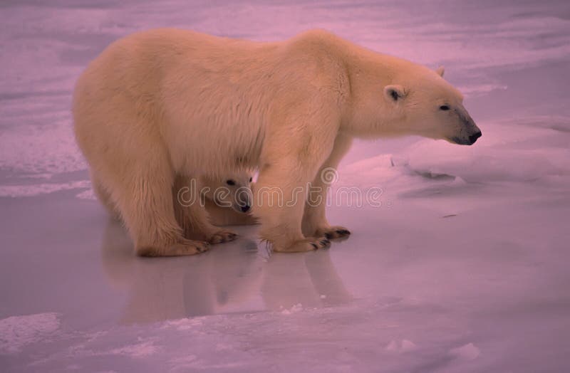 Ijsberen stock afbeelding. Image of buiten, canada, welp - 7456799