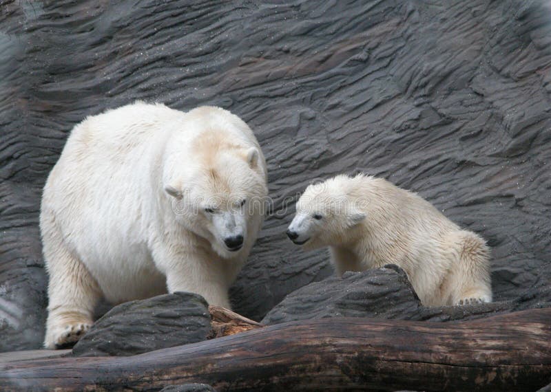 Ijsberen bij dierentuin stock afbeelding. Image of polair - 23137541