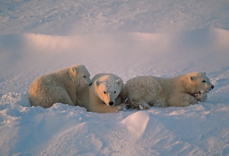 Ijsberen in Het Canadese Noordpoolgebied Stock Foto - Image of wild ...