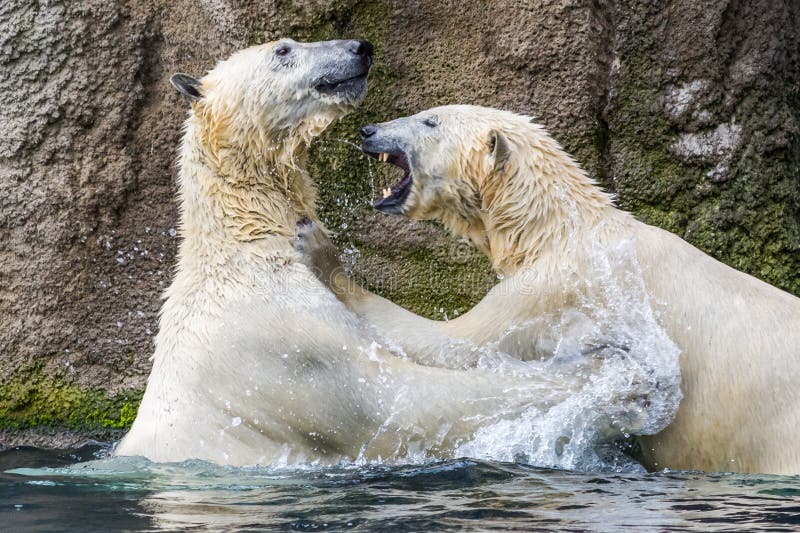 Sparende Ijsberen Het Vechten Ijsberen (Ursus-maritimus) Op De Sneeuw ...