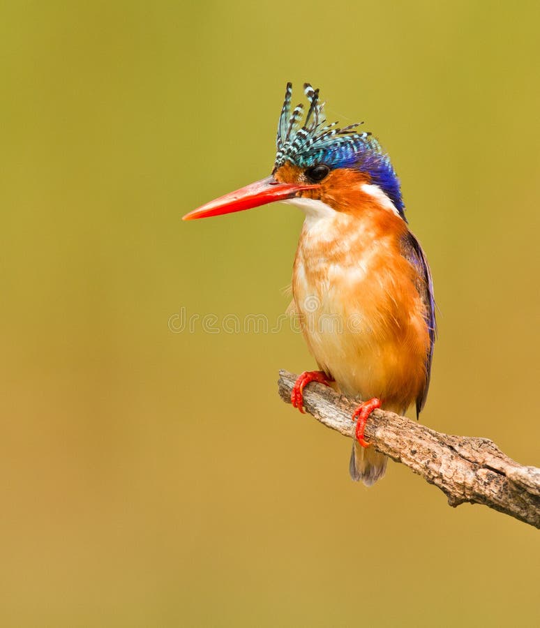 Witte Ijsvogel Throated stock foto. Image of kastanje - 27796646