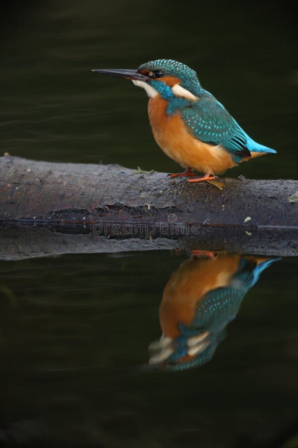 Ijsvogel, Alcedo-atthis stock foto. Image of duik, ijsvogel - 33102044